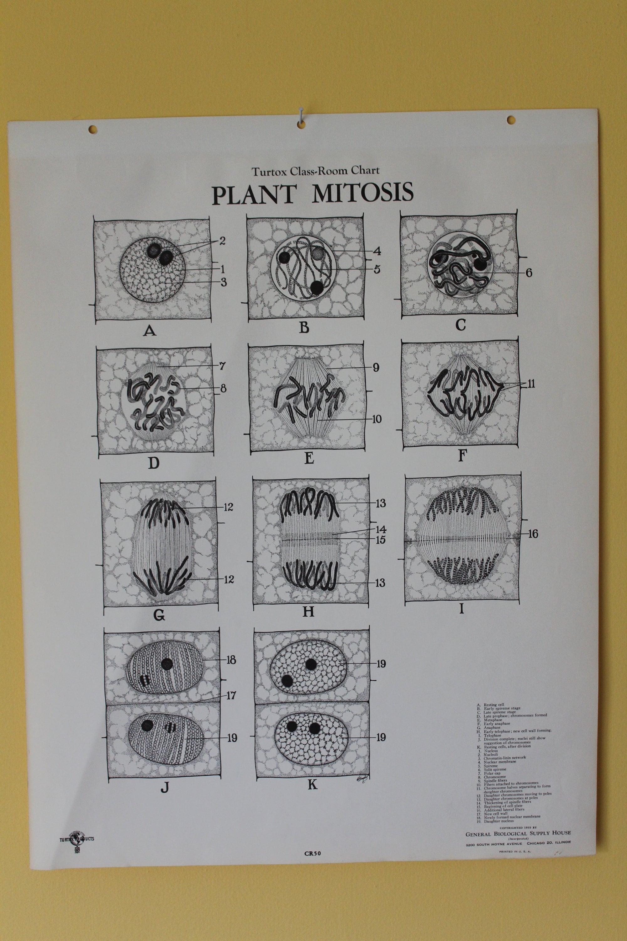 Phases Of Mitosis Plant Cell
