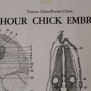 Vintage 72 Hour Chick Embryo Development Wall Chart From Turtox - Etsy