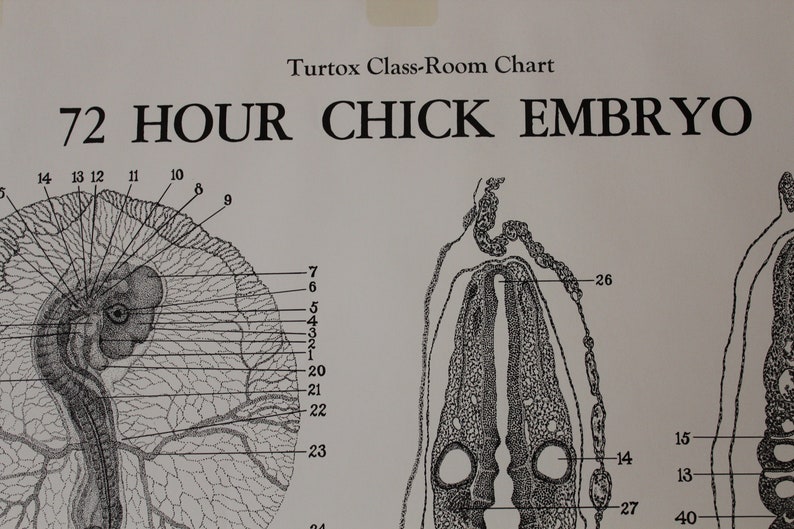 Vintage 72 Hour Chick Embryo Development Wall Chart From Turtox - Etsy
