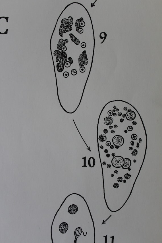 Diagrama De Partes Del Paramecio