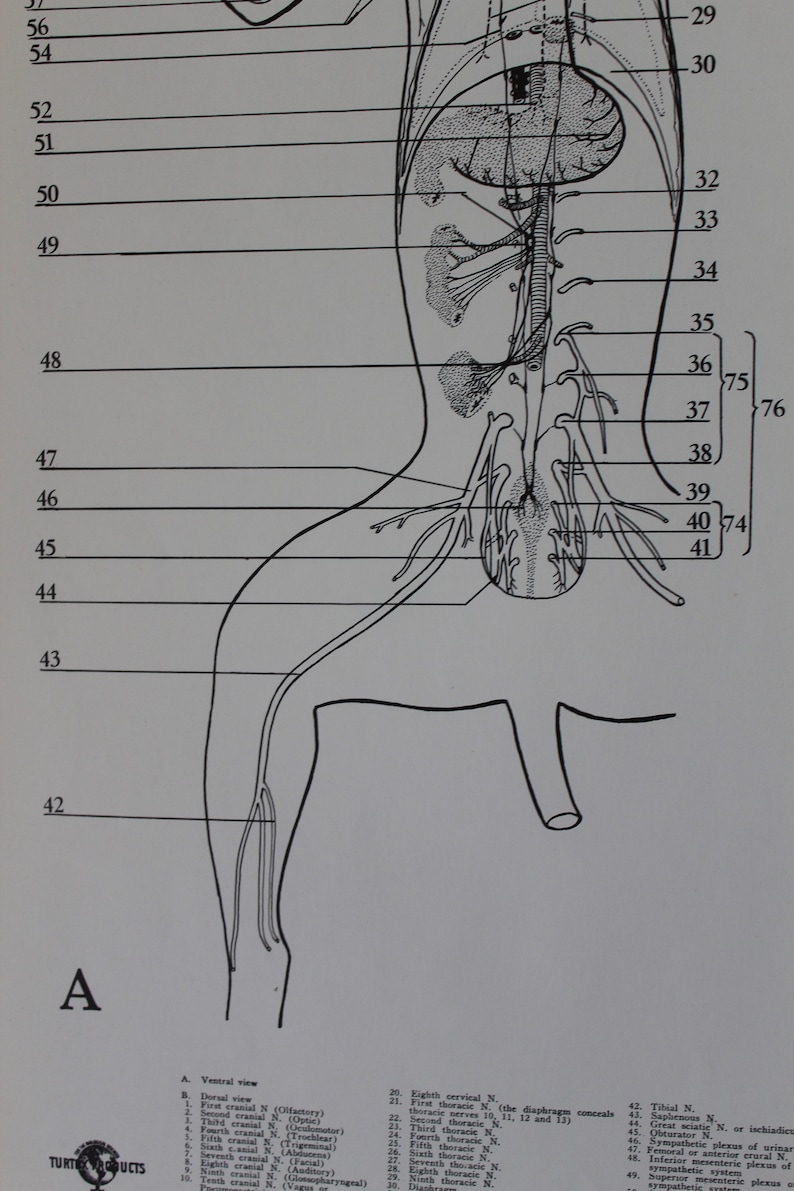 Vintage Cat Nervous System Wall Chart From Turtox, General Biological ...