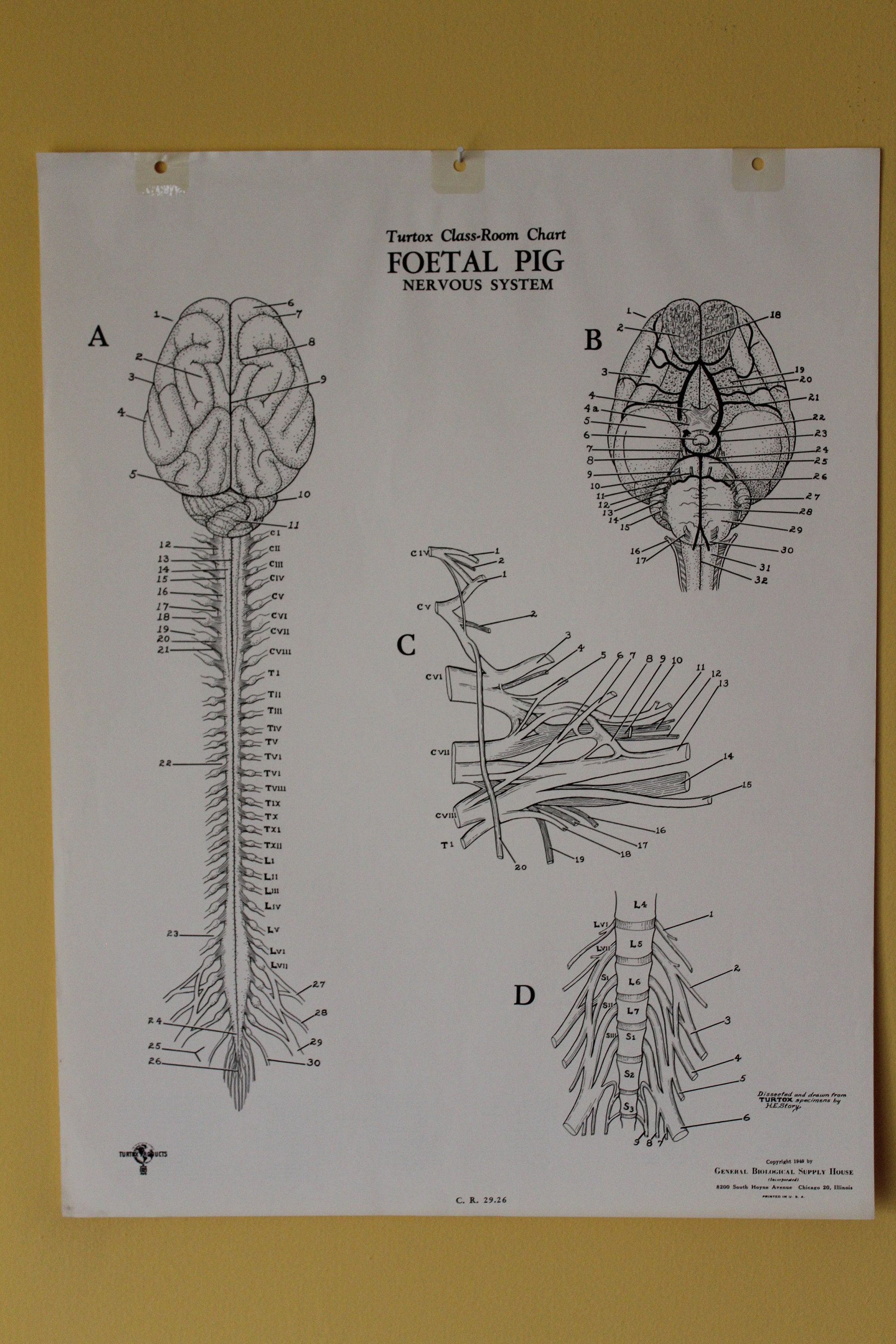 Vintage Fetal Pig Nervous System Wall Chart From Turtox - Etsy