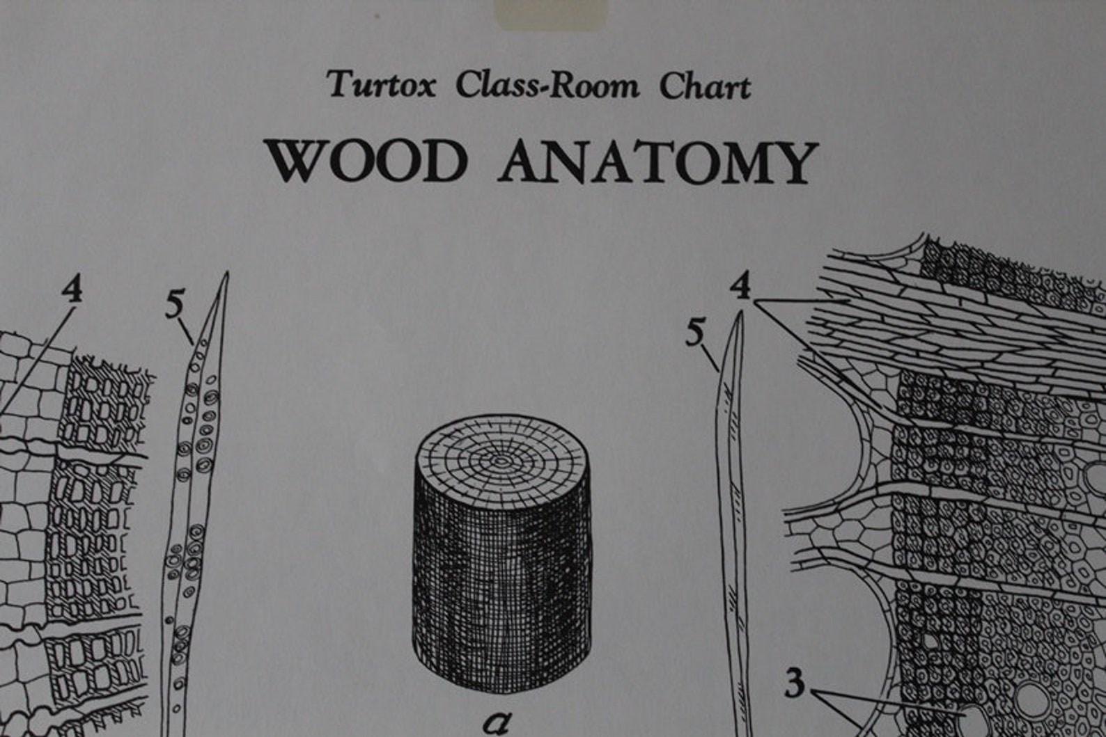 Vintage Wood Anatomy Wall Chart From Turtox - Etsy Canada