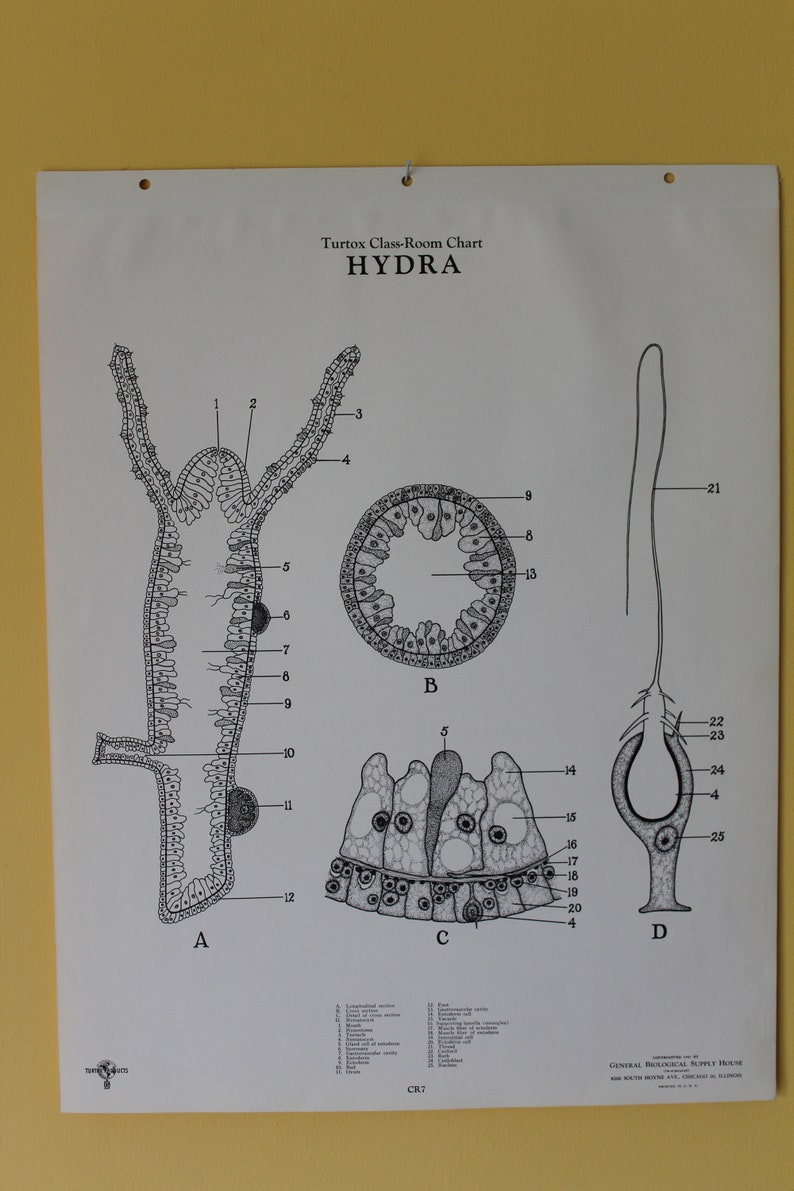 Vintage Hydra Classroom Chart From Turtox, General Biological Supply ...
