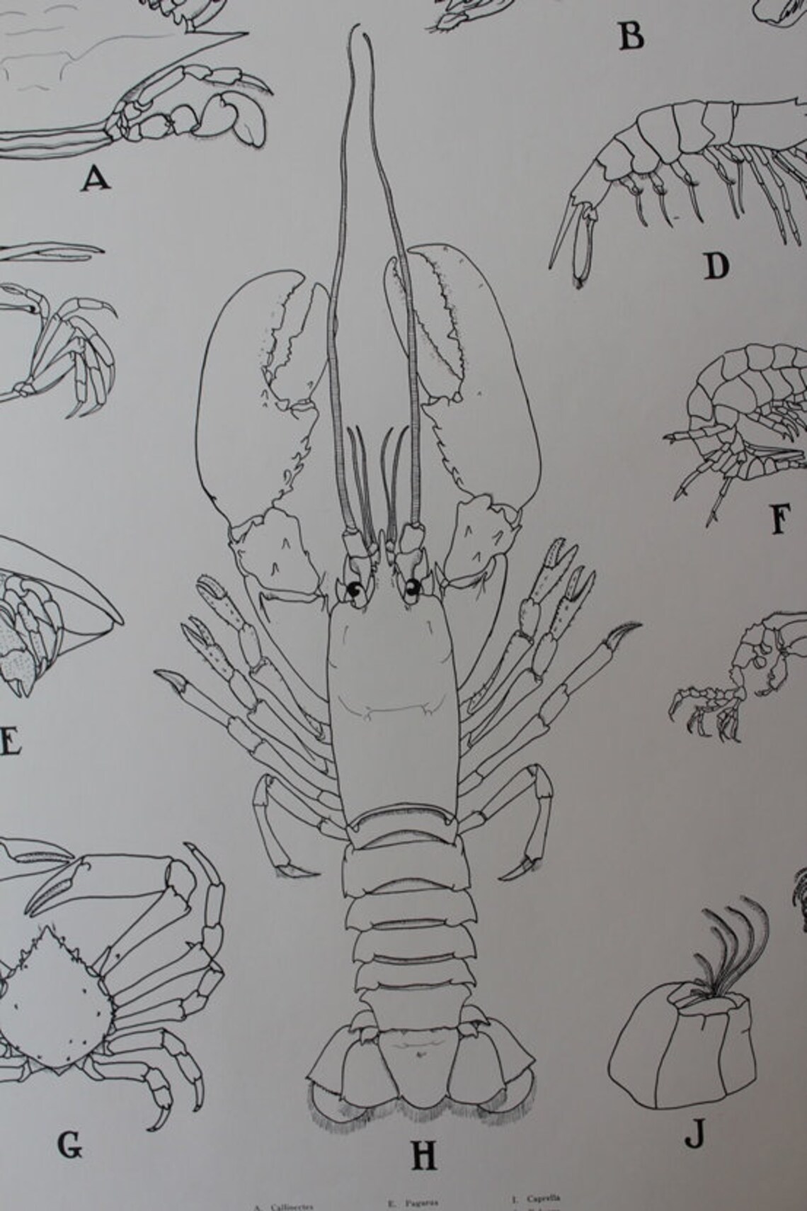 Vintage Marine Crustacean Classroom Chart From Turtox - Etsy