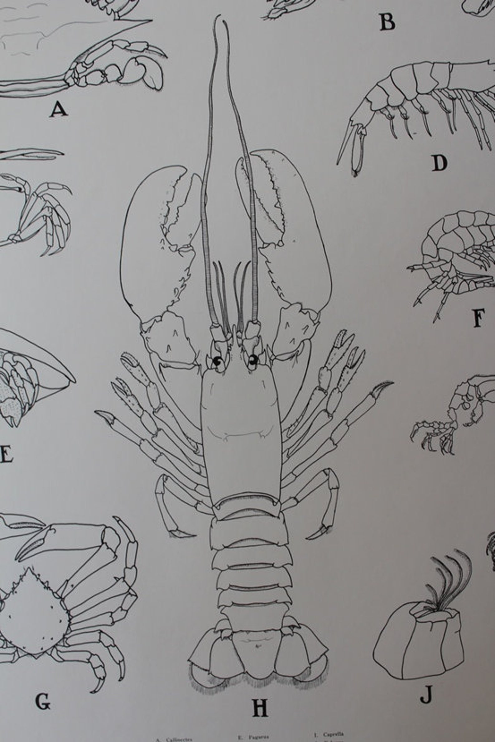 Vintage Marine Crustacean Classroom Chart From Turtox - Etsy