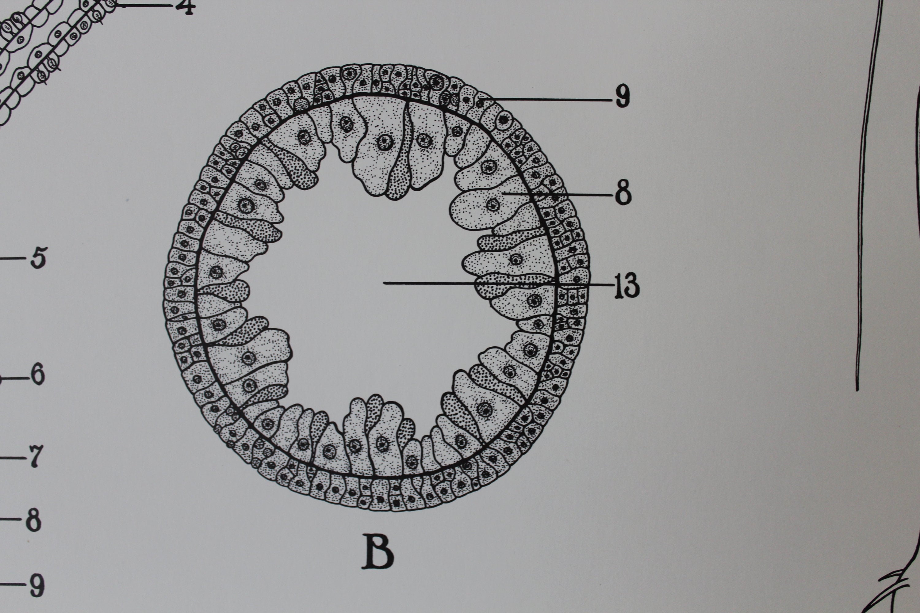 Vintage Hydra Classroom Chart From Turtox, General Biological Supply ...