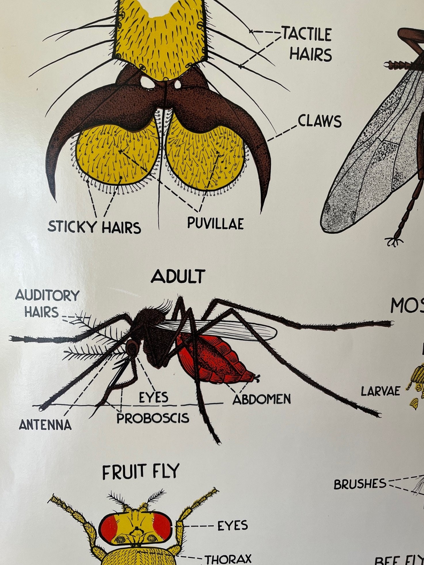 Vintage Smallwood Zoological Chart 12 Insect / Arthropod / Diptera ...