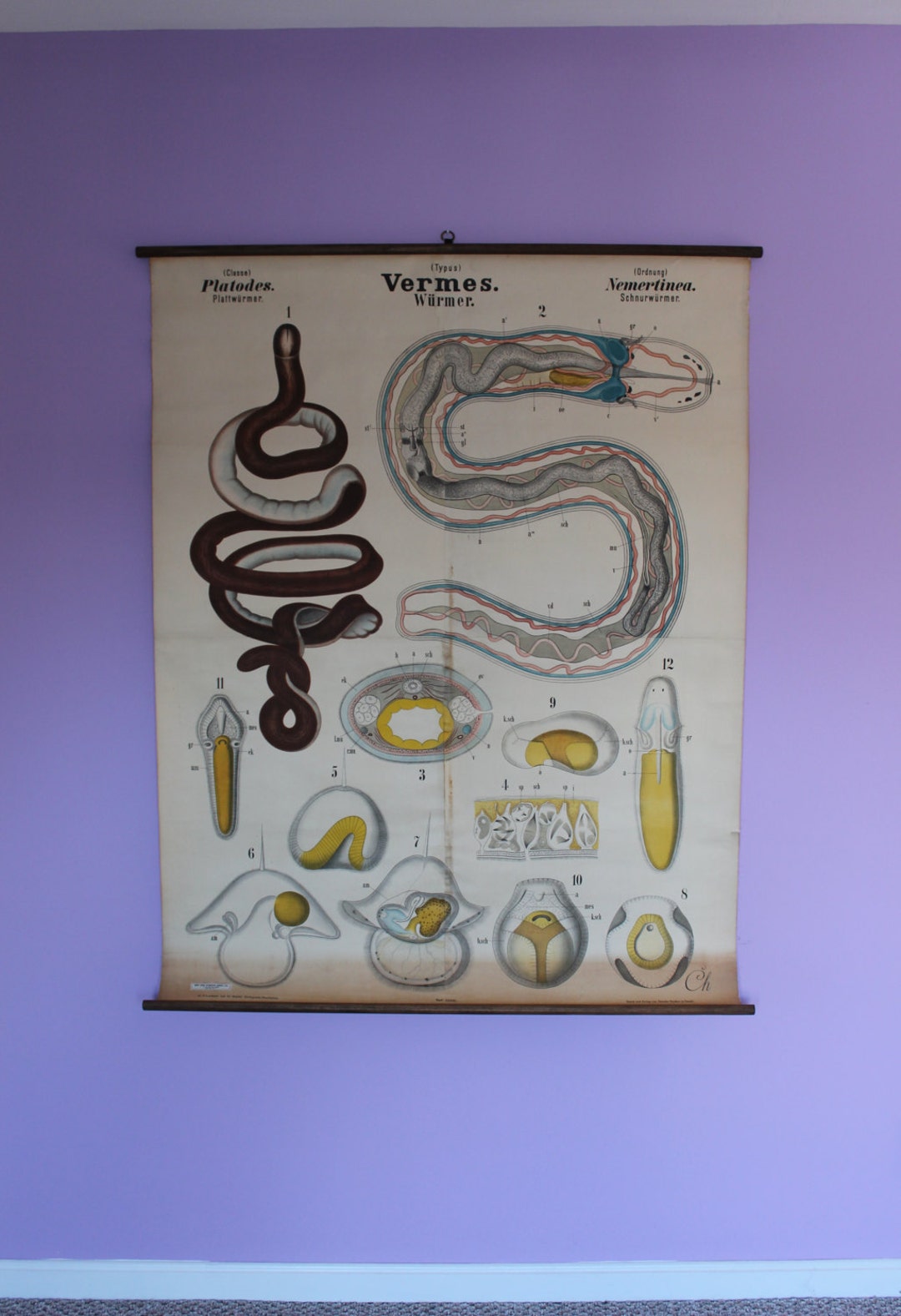 Leuckart Zoology Chart Series I, Chart 39 Nemertean Worm ribbon Worm - Etsy