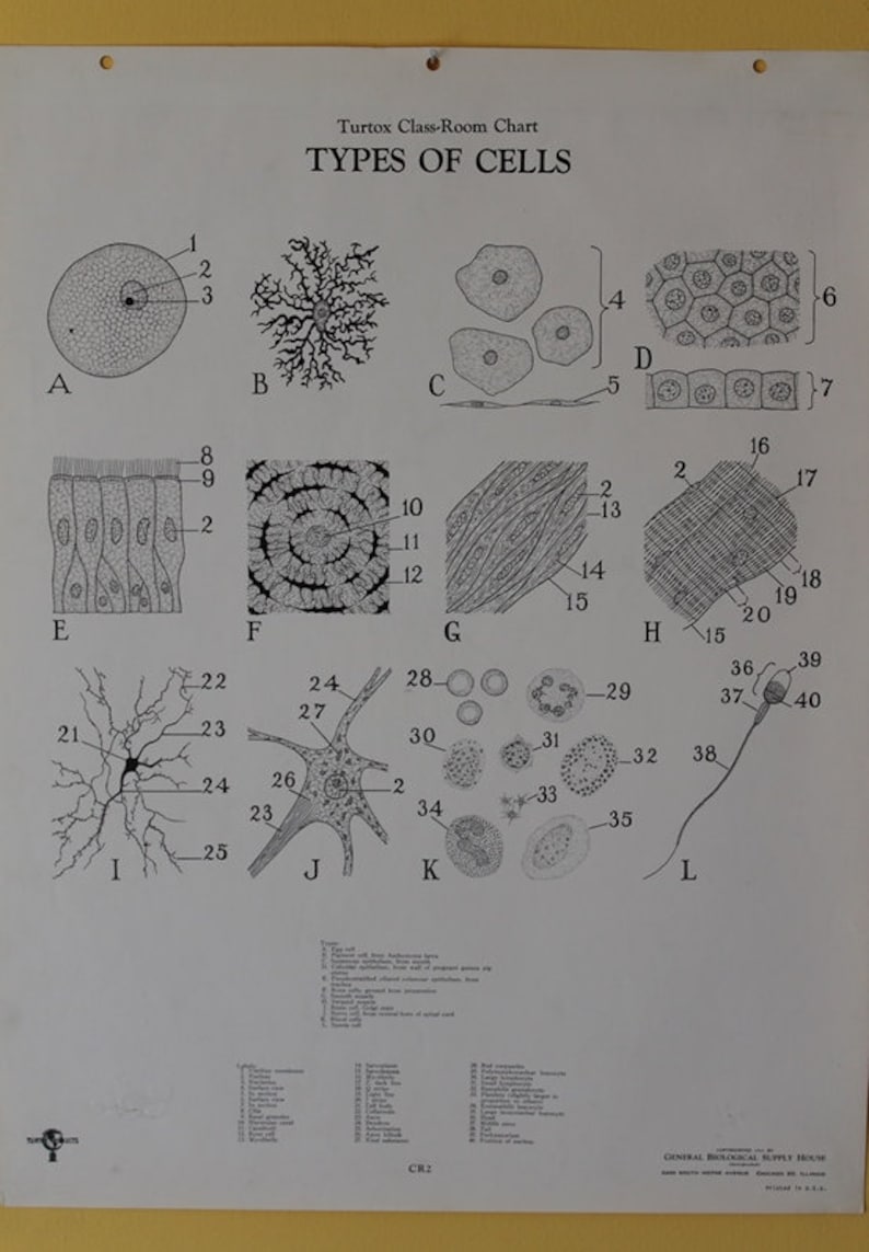 Vintage Cell Types Classroom Chart From Turtox - Etsy