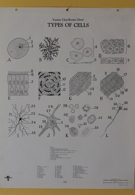 Vintage Cell Types Classroom Chart From Turtox - Etsy