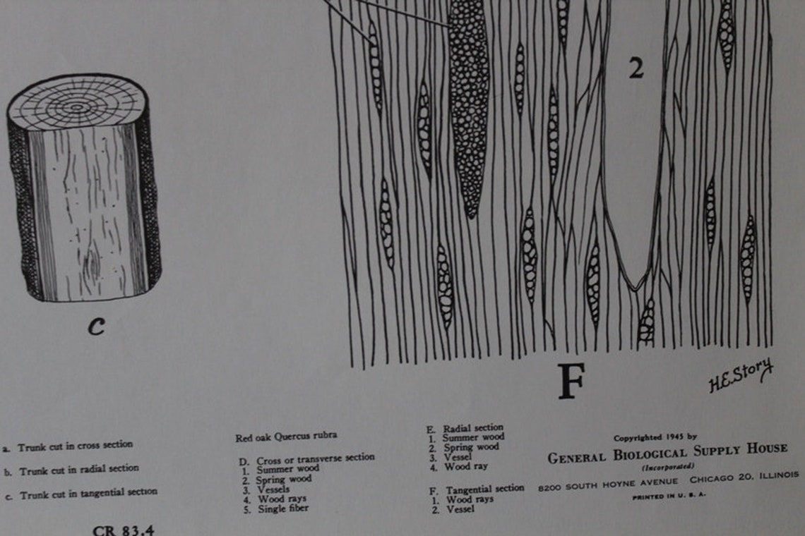 Vintage Wood Anatomy Wall Chart From Turtox - Etsy Canada