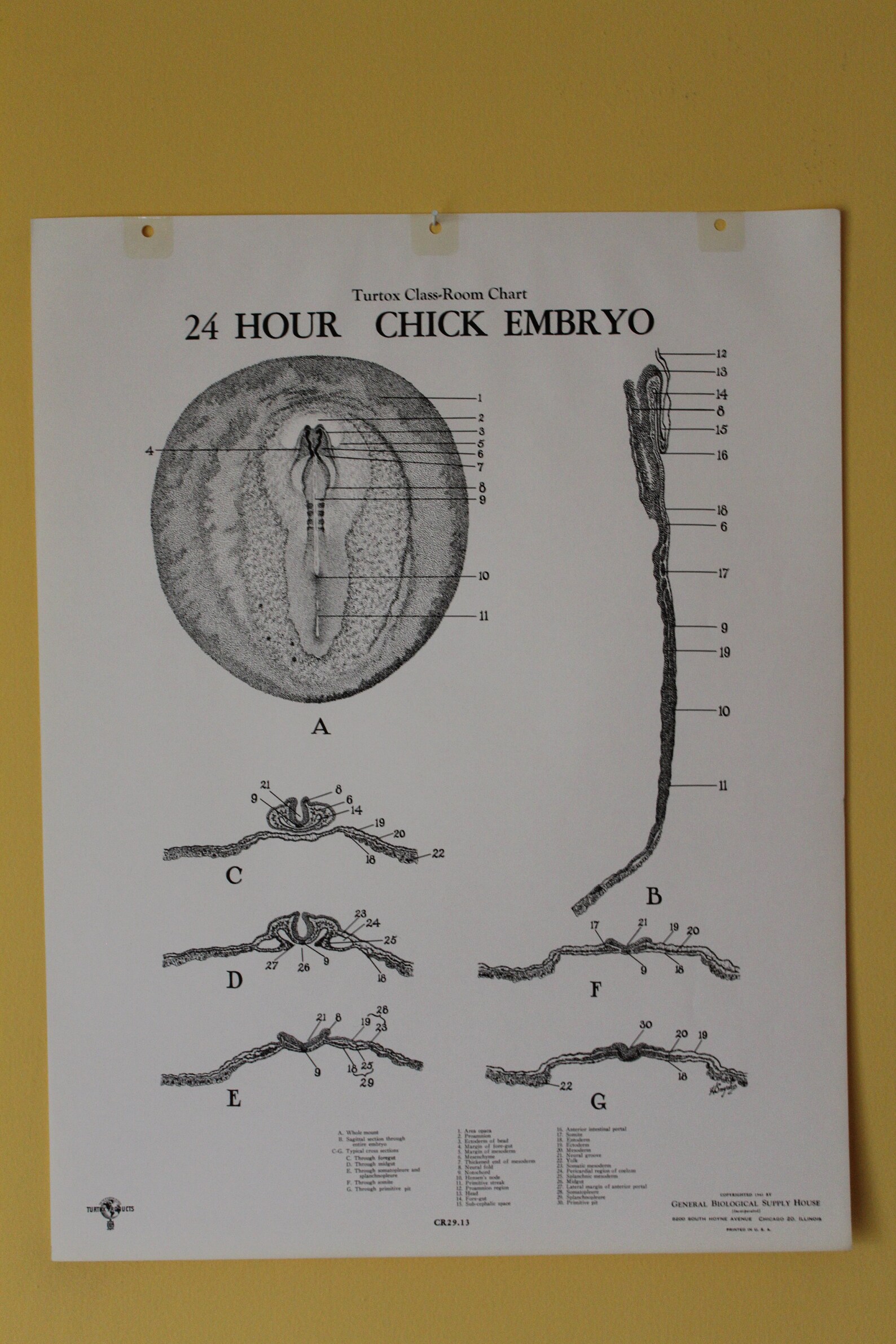 Vintage 24 Hour Chick Embryo Development Classroom Chart From Turtox - Etsy