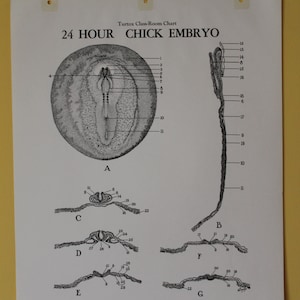 Vintage 24 Hour Chick Embryo Development Classroom Chart From Turtox - Etsy