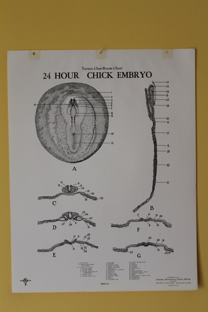 Vintage 24 Hour Chick Embryo Development Classroom Chart From Turtox - Etsy