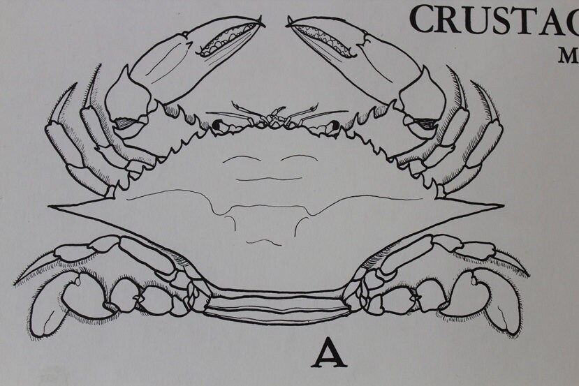 Vintage Marine Crustacean Classroom Chart From Turtox - Etsy