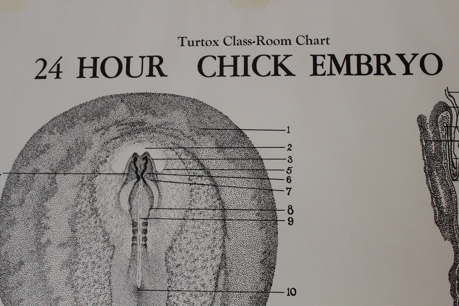 Vintage 24 Hour Chick Embryo Development Classroom Chart From Turtox - Etsy