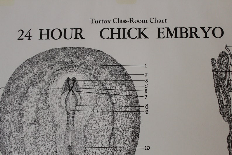 Vintage 24 Hour Chick Embryo Development Classroom Chart From Turtox - Etsy