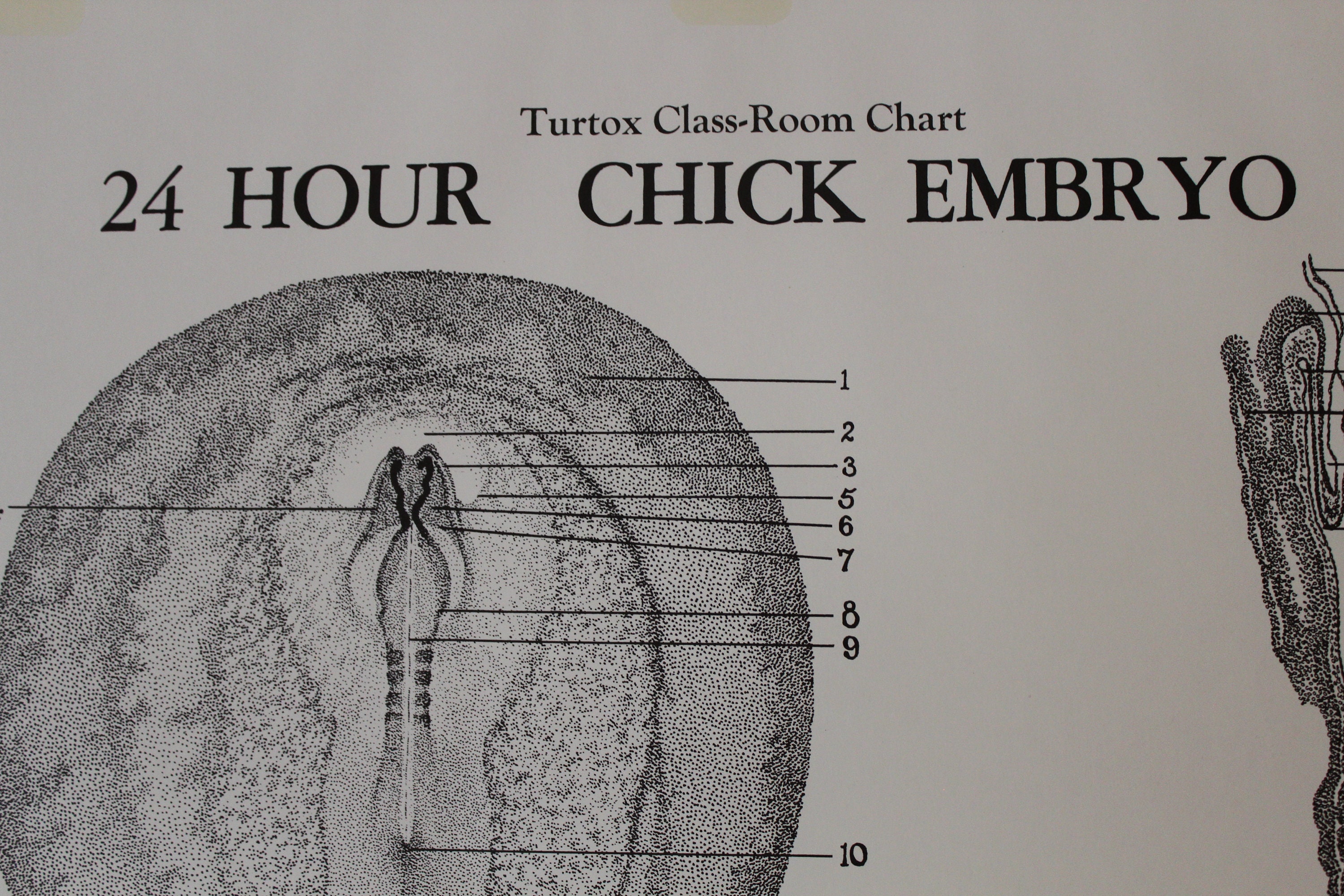 Vintage 24 Hour Chick Embryo Development Classroom Chart From Turtox - Etsy