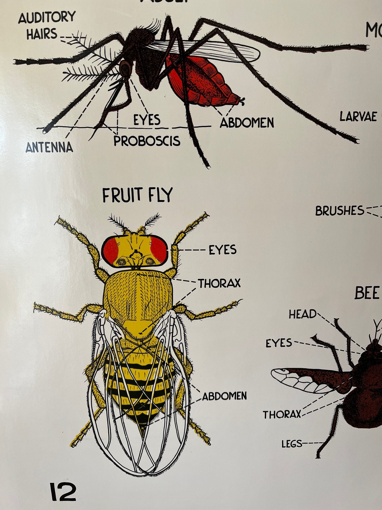 Vintage Smallwood Zoological Chart 12 - Insect / Arthropod / Diptera ...