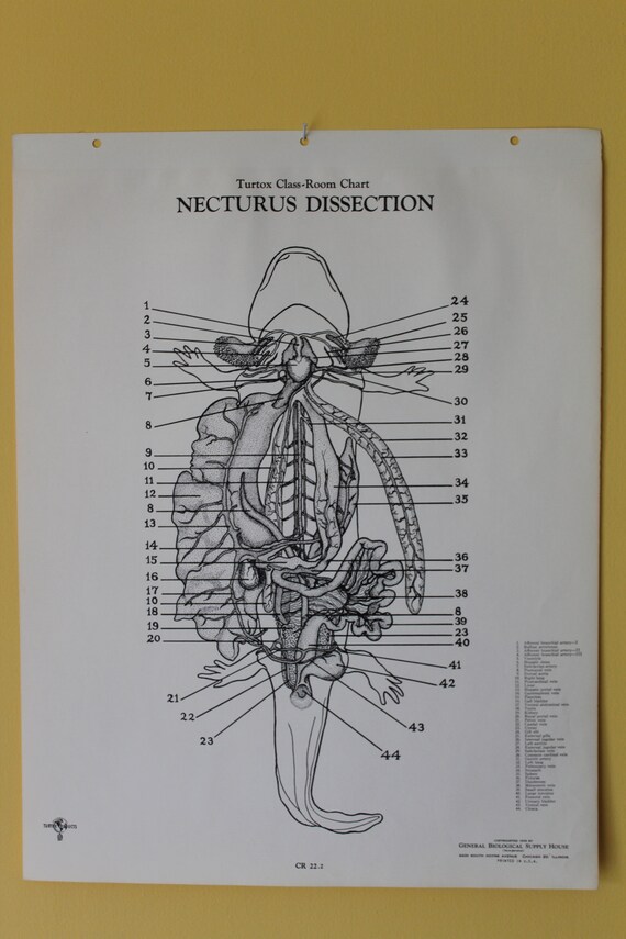 Necturus Dissection