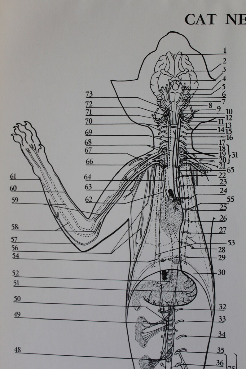 Vintage Cat Nervous System Wall Chart From Turtox, General Biological ...