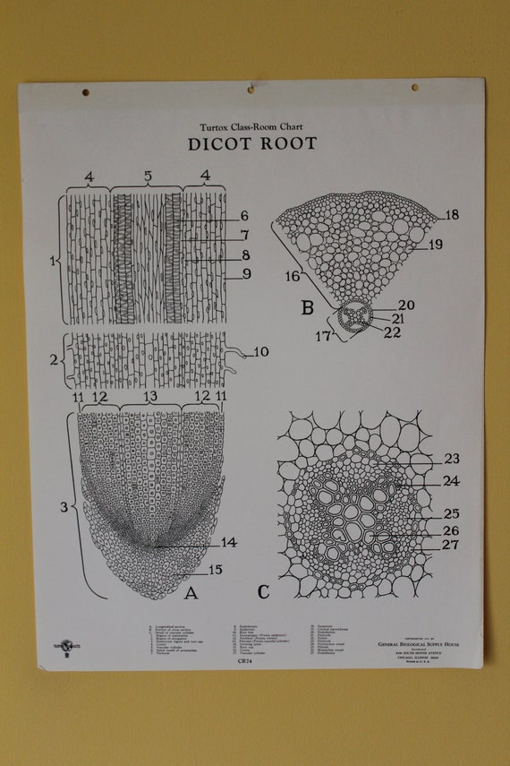Anatomía De Una Raíz Dicotiledónea Típica