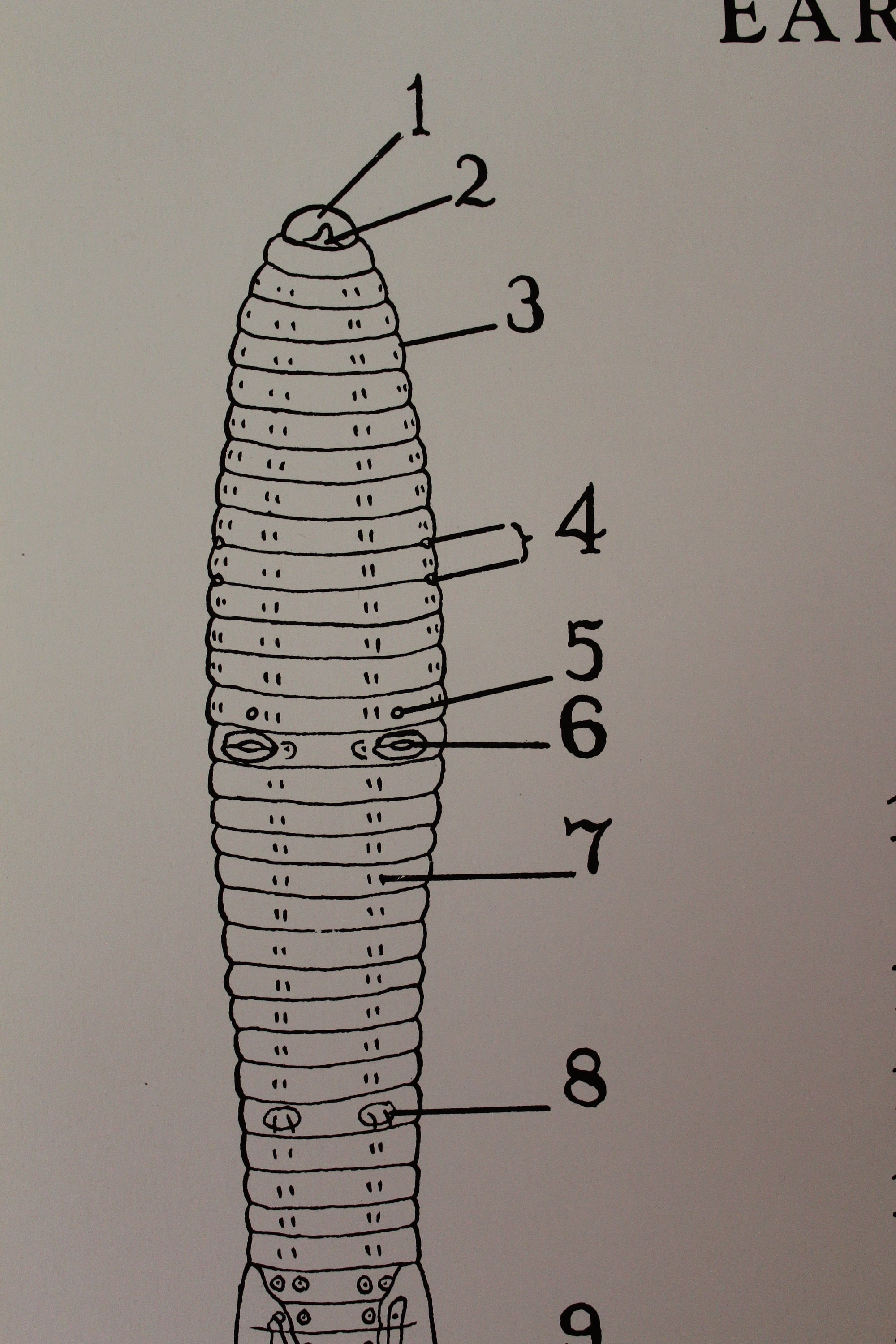 Vintage Earthworm Classroom Chart From Turtox - Etsy