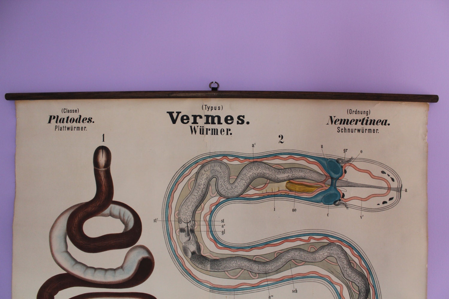 Leuckart Zoology Chart Series I, Chart 39 Nemertean Worm ribbon Worm - Etsy
