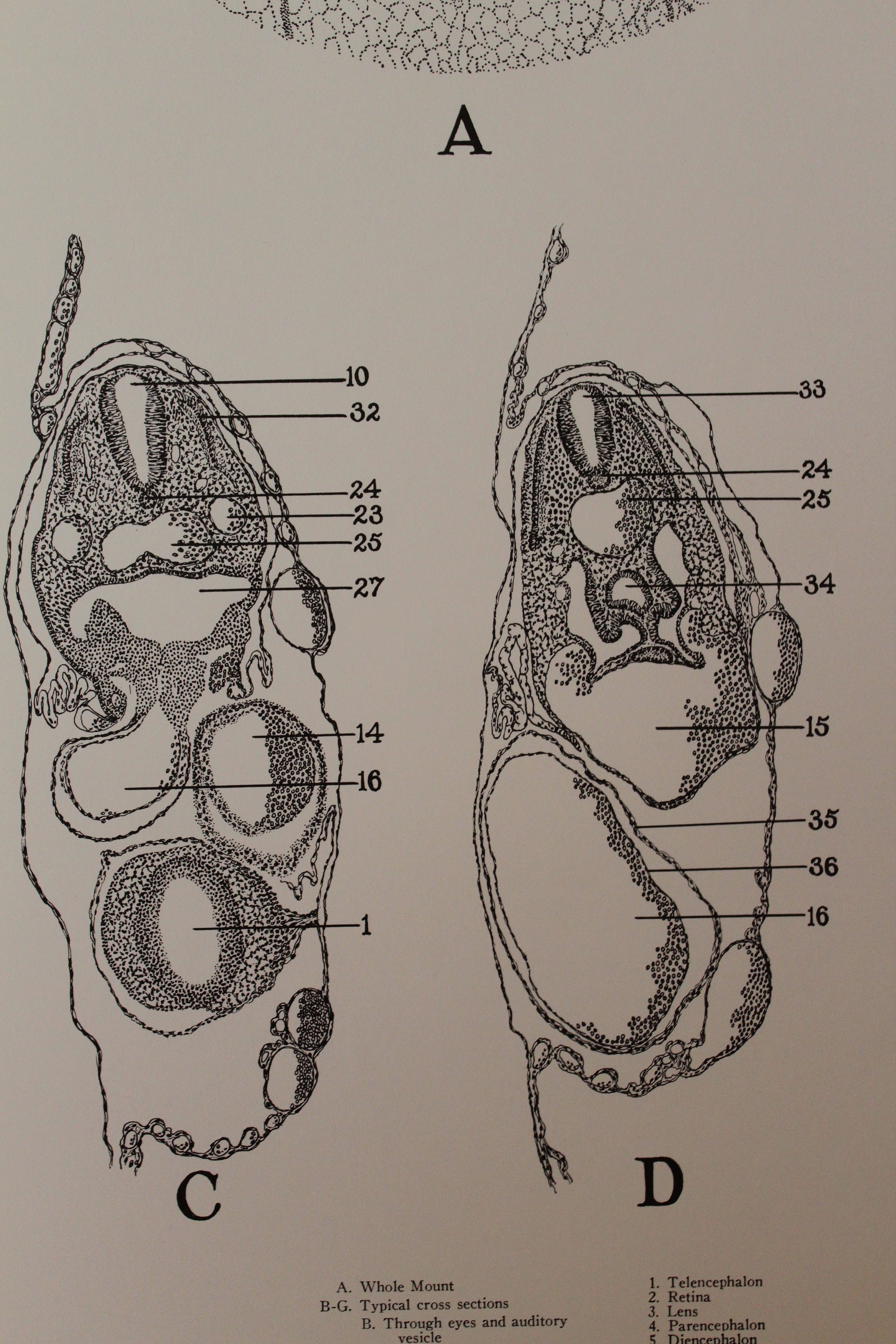 Vintage 48 Hour Chick Embryo Development Wall Chart From - Etsy