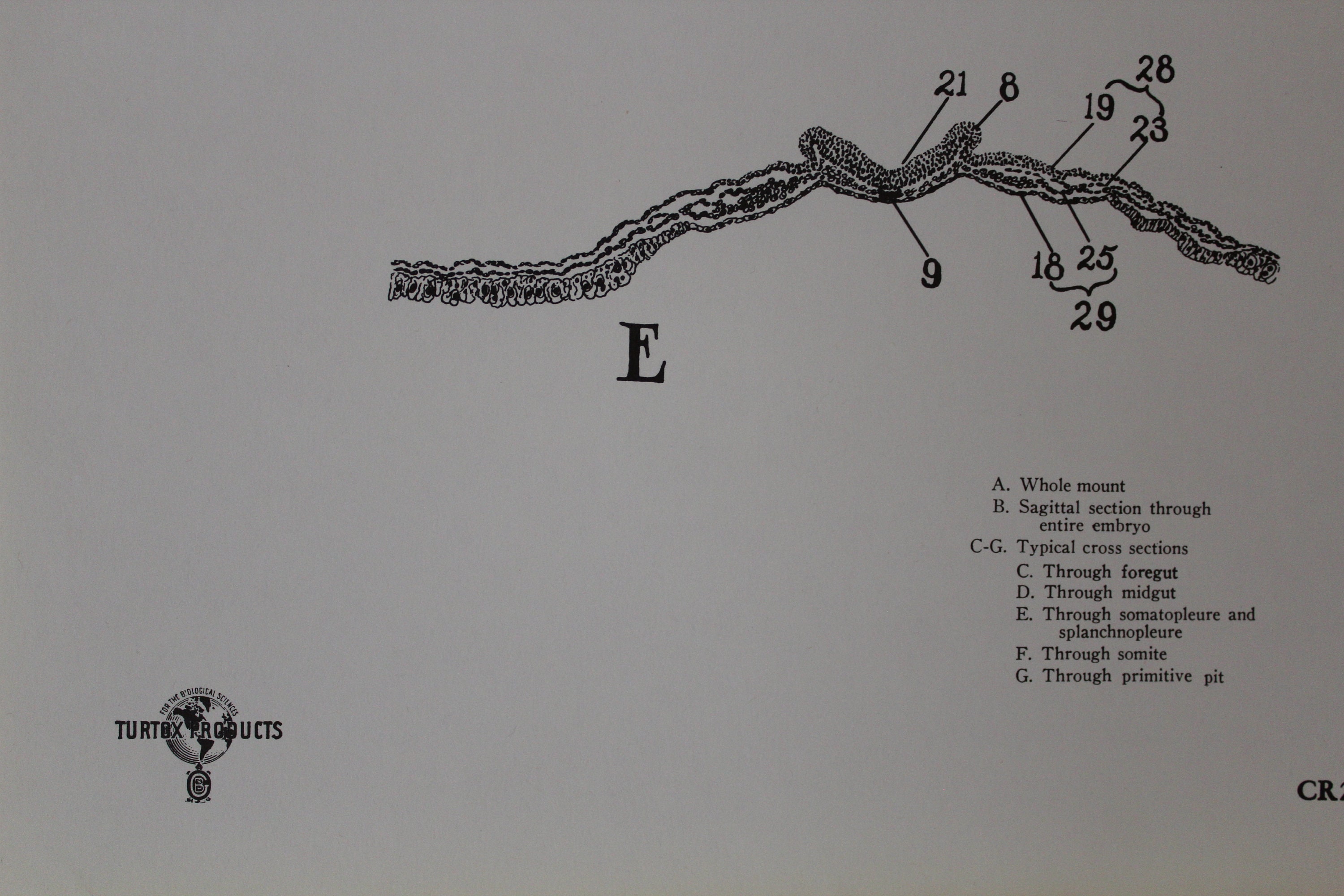 Vintage 24 Hour Chick Embryo Development Classroom Chart From Turtox - Etsy