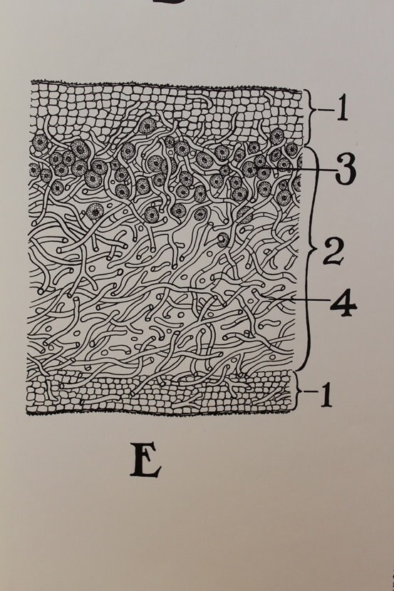 Vintage Lichens Wall Chart From Turtox - Etsy