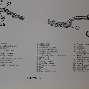 Vintage 24 Hour Chick Embryo Development Classroom Chart From Turtox - Etsy