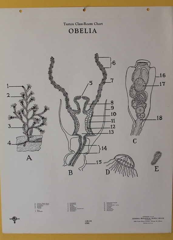Obelia Diagram