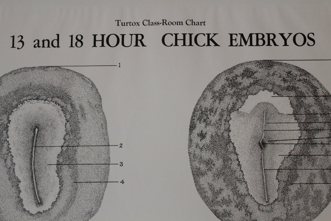 Vintage 13 and 18 Hour Chick Embryo Classroom Chart From Turtox - Etsy ...
