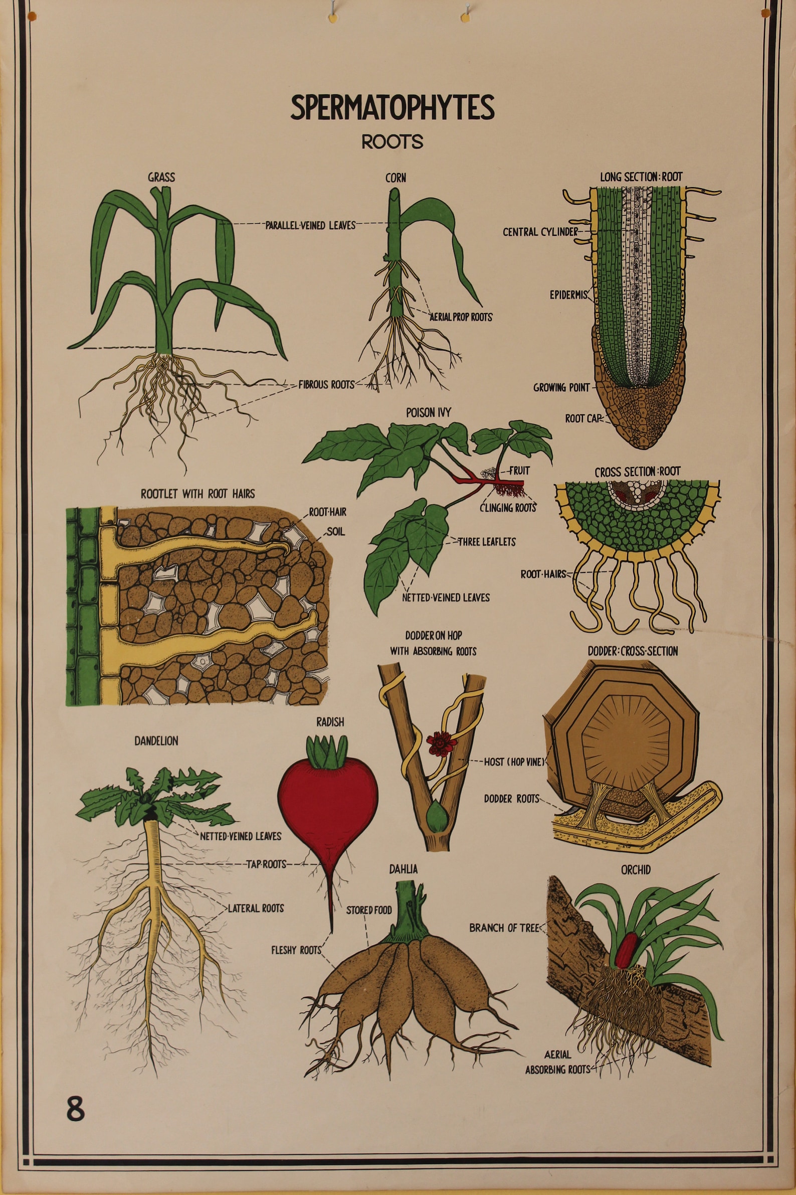 Vintage Smallwood Botanical Chart 8 Spermatophytes Roots - Etsy Australia
