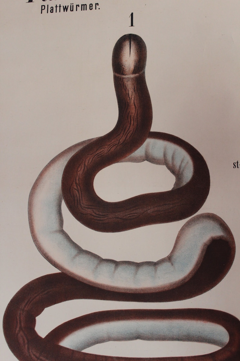 Leuckart Zoology Chart Series I, Chart 39 Nemertean Worm ribbon Worm - Etsy