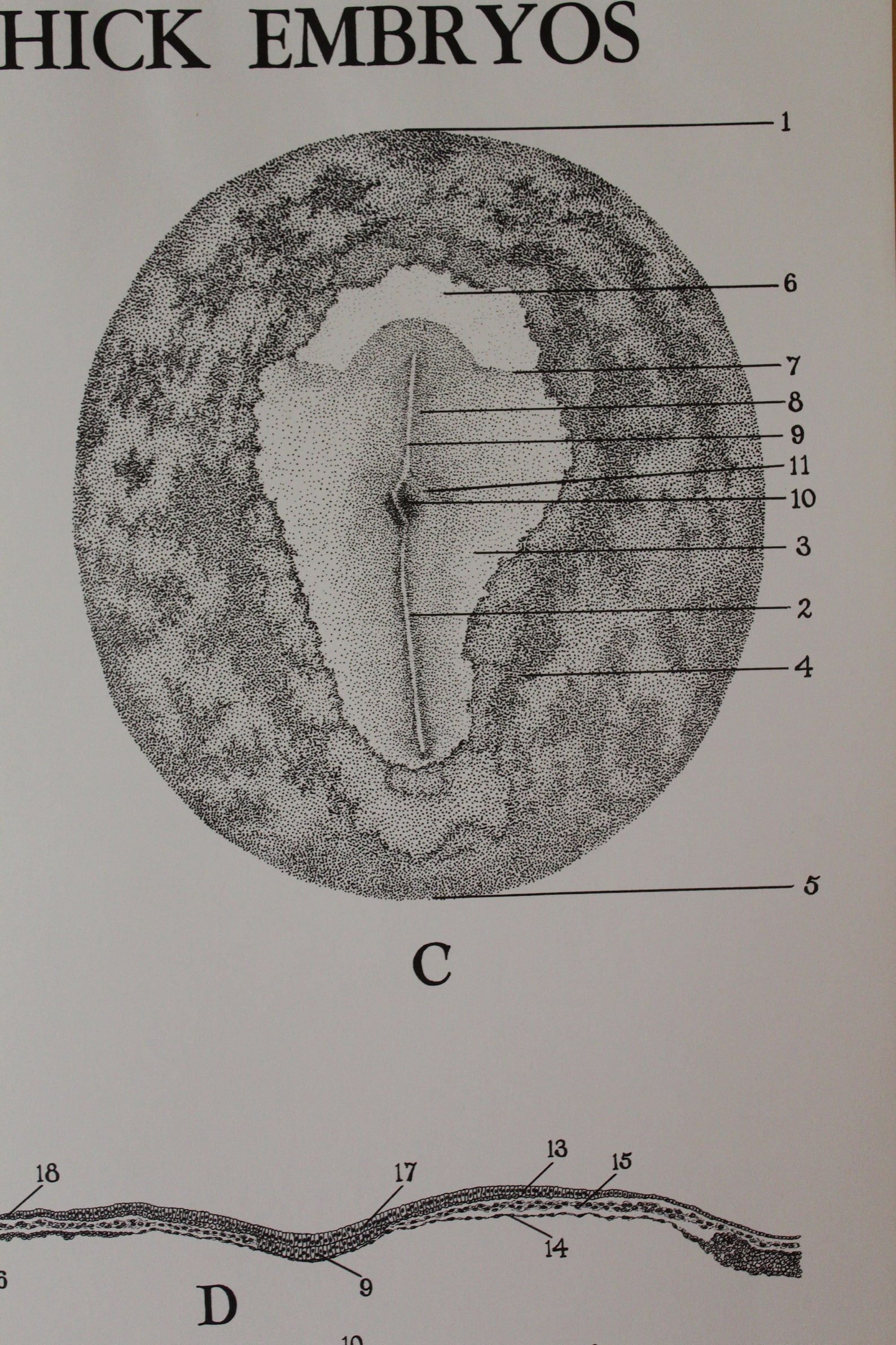 Vintage 13 and 18 Hour Chick Embryo Classroom Chart From Turtox - Etsy ...