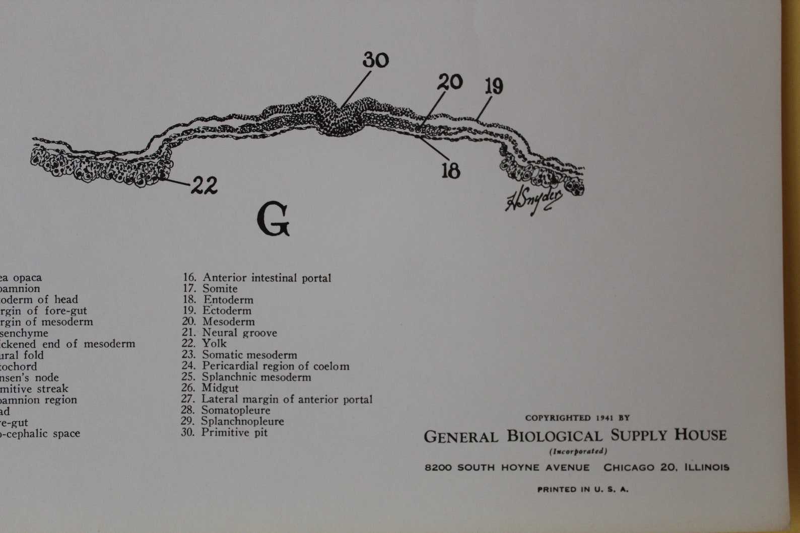 Vintage 24 Hour Chick Embryo Development Classroom Chart From Turtox - Etsy