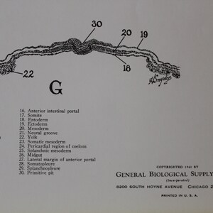 Vintage 24 Hour Chick Embryo Development Classroom Chart From Turtox - Etsy