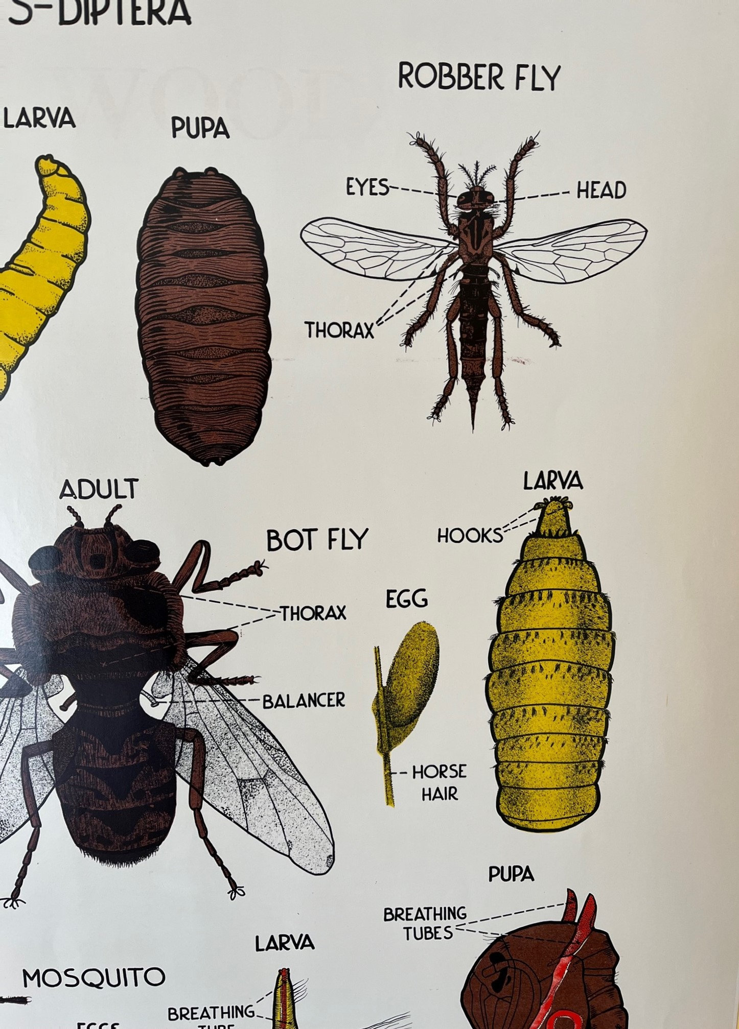 Vintage Smallwood Zoological Chart 12 Insect / Arthropod / Diptera ...