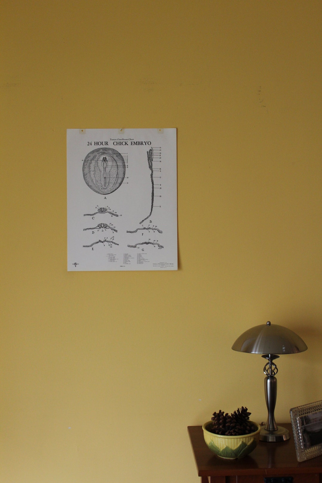 Vintage 24 Hour Chick Embryo Development Classroom Chart From Turtox - Etsy