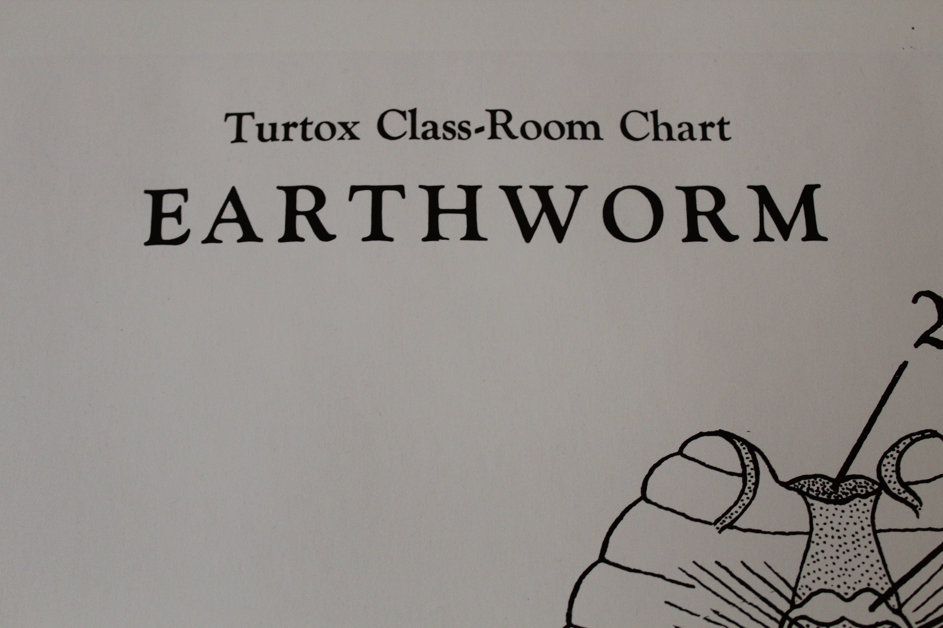 Vintage Earthworm Classroom Chart From Turtox - Etsy