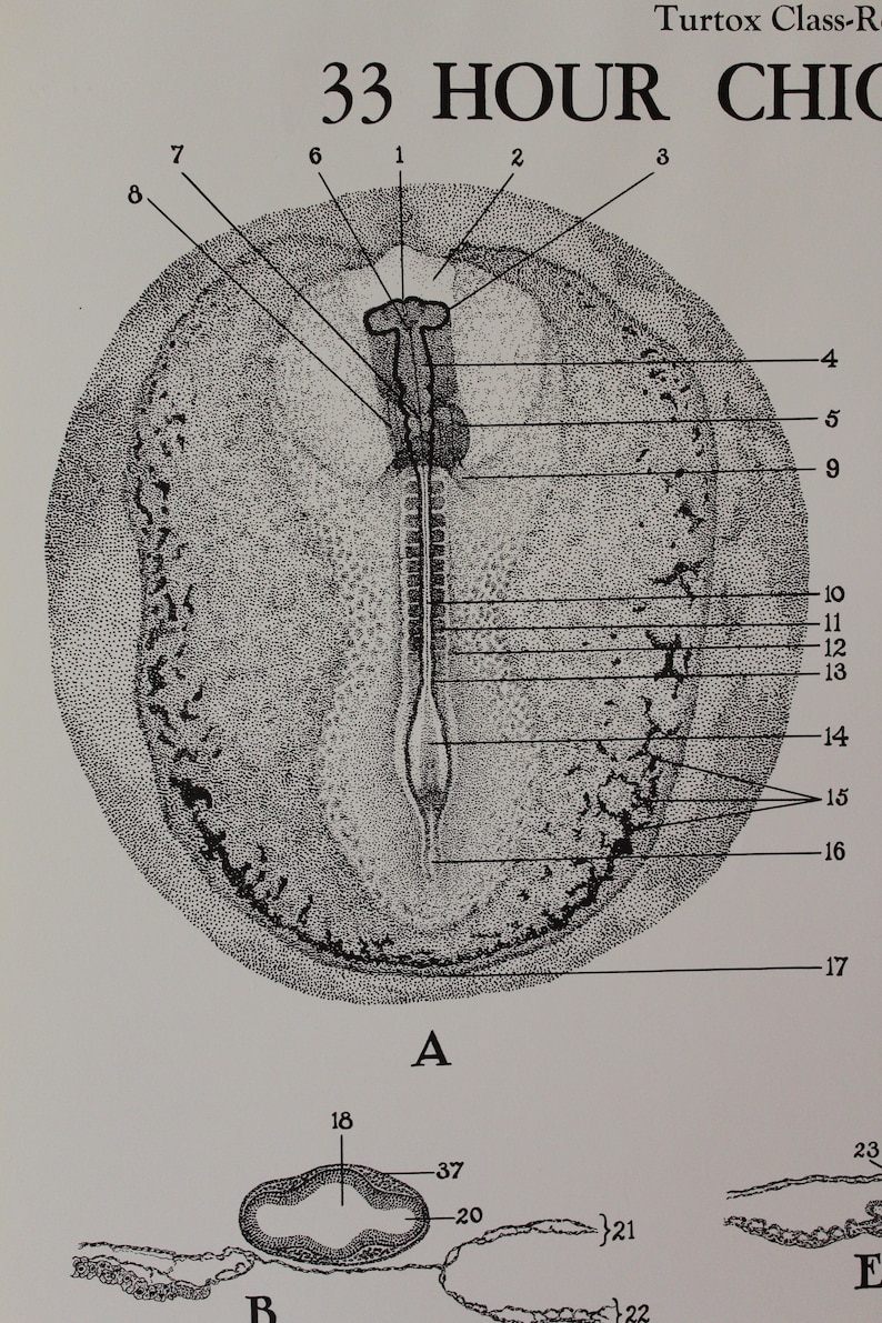 Vintage 33 Hour Chick Embryo Development Classroom Chart From Turtox - Etsy