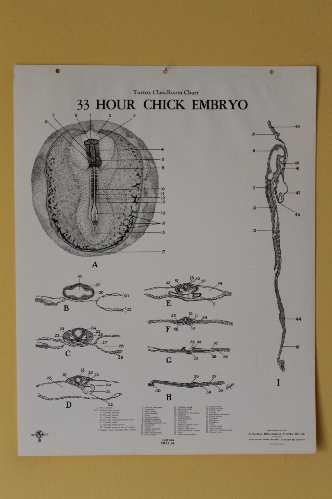 Vintage 33 Hour Chick Embryo Development Classroom Chart From Turtox - Etsy