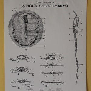 Vintage 33 Hour Chick Embryo Development Classroom Chart From Turtox - Etsy