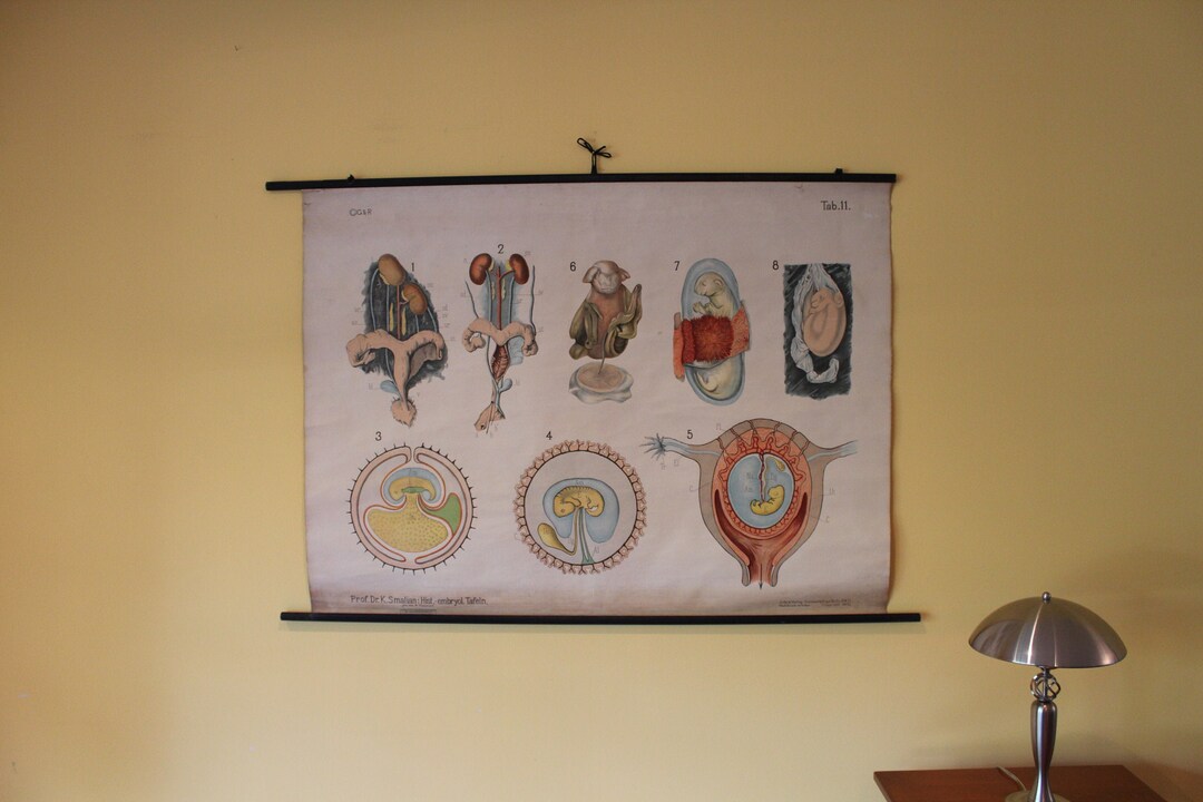 Smalian Biology Wall Chart – Mammalian Reproductive Organs and Embryo ...