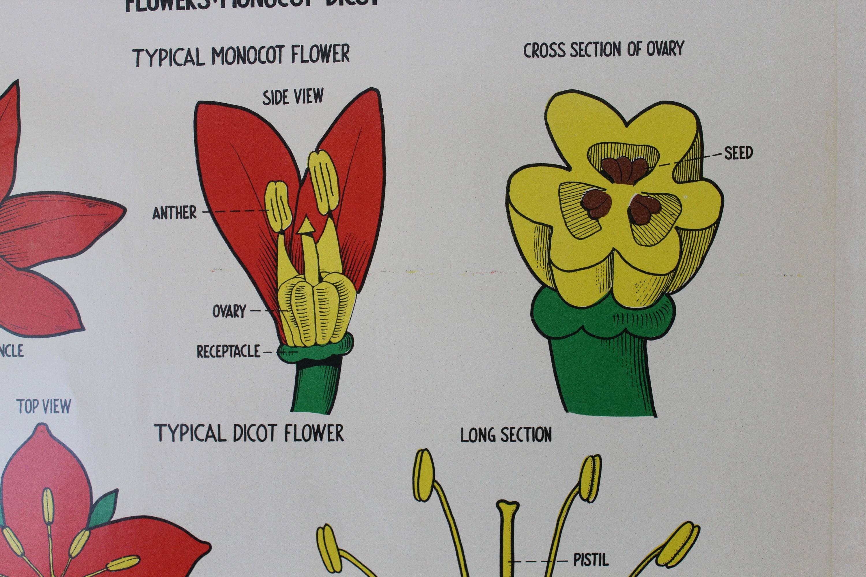 Monocot Flower Cross Section