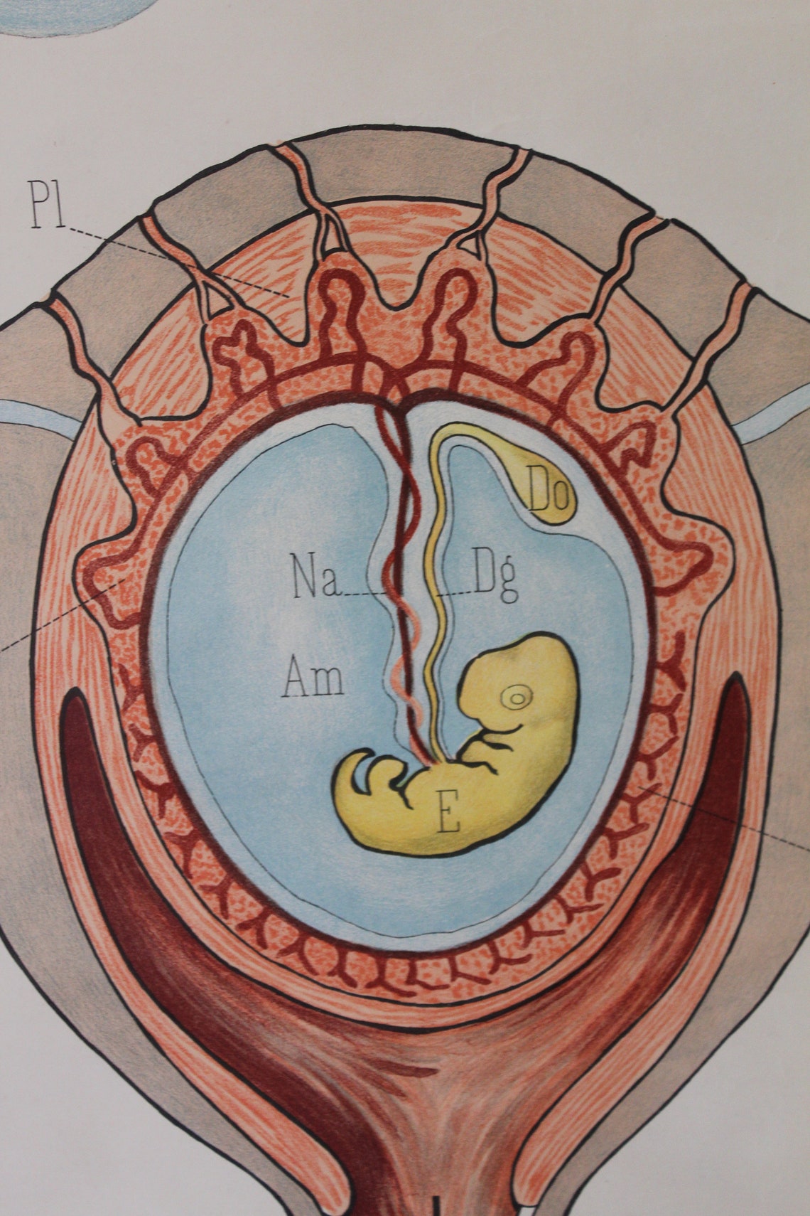 Smalian Biology Wall Chart Mammalian Reproductive Organs and - Etsy