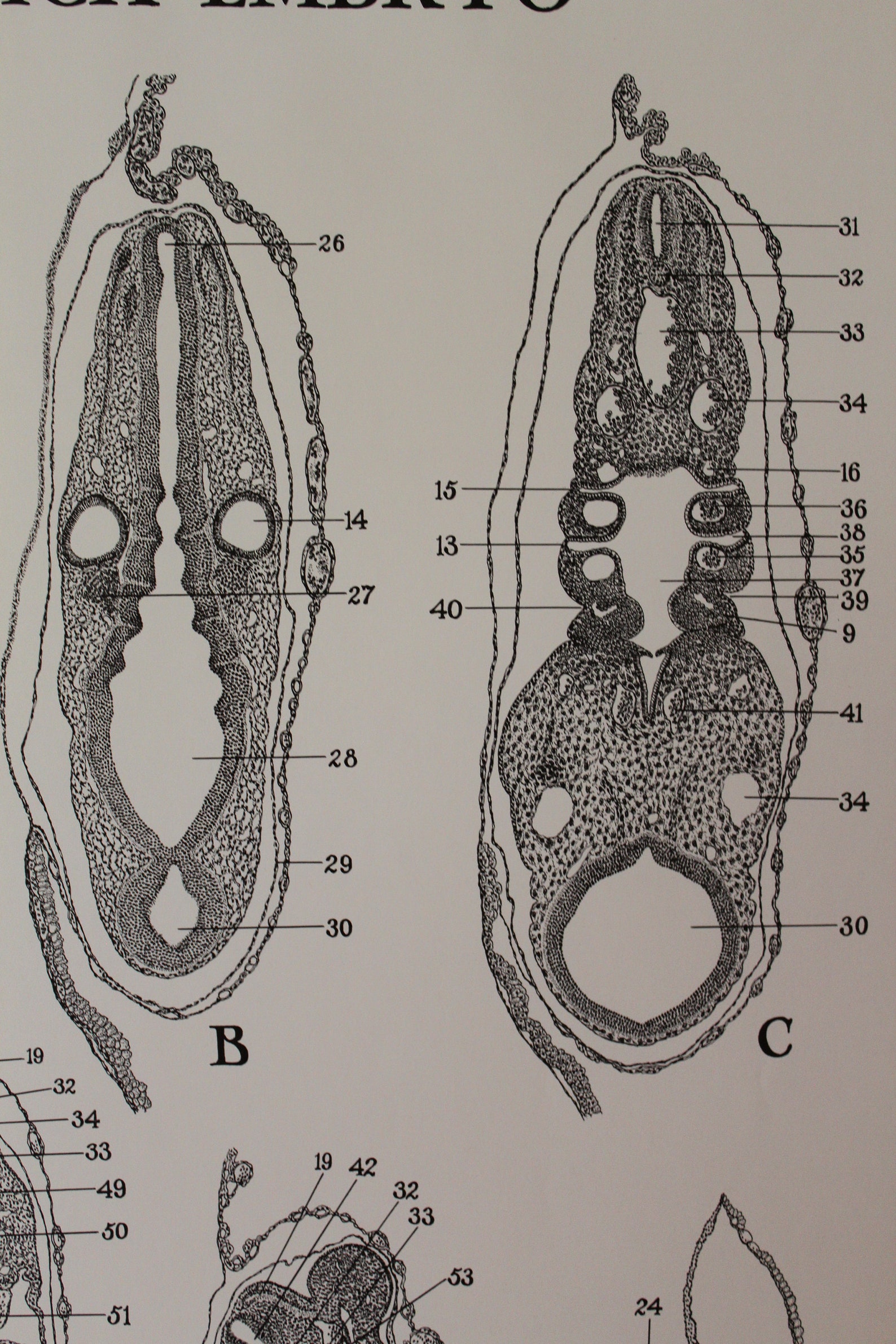 Vintage 72 Hour Chick Embryo Development Wall Chart From Turtox - Etsy
